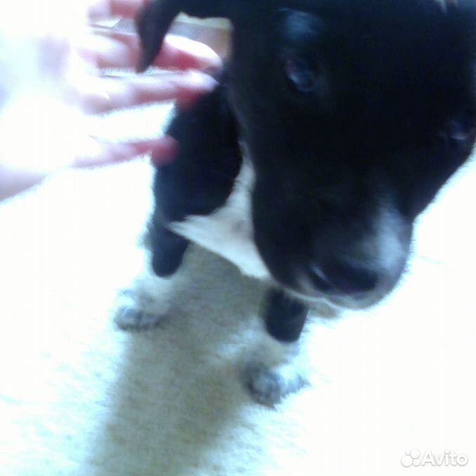 Далматинец (помесь) щенок