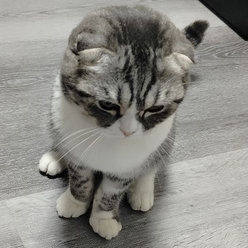 Кошка для вязки шотландка