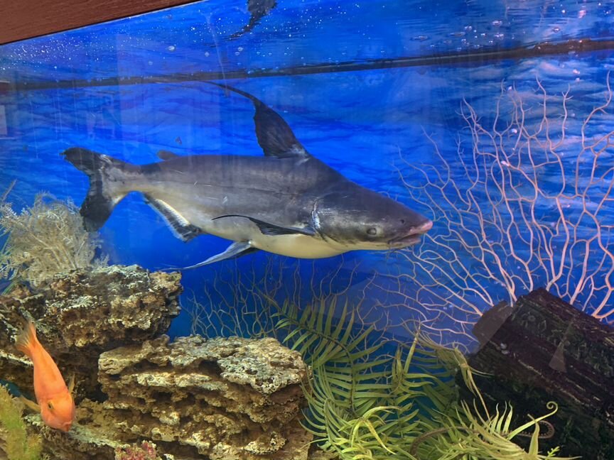 Рыба Пангасиус