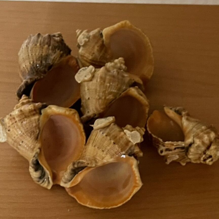 Раковины, ракушки, улитки. Цена за все