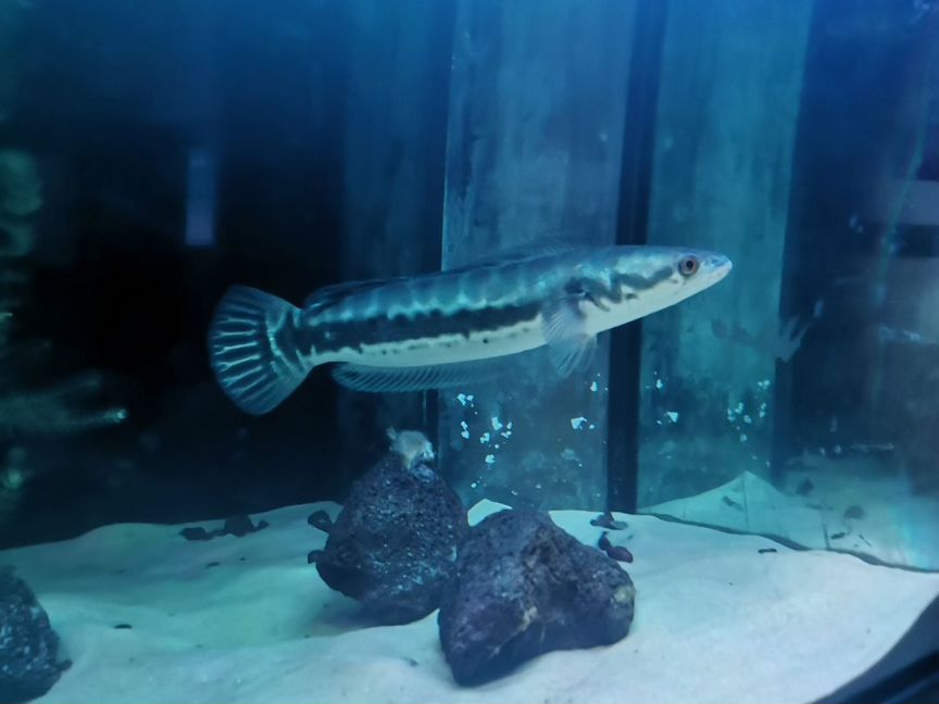 Змееголов краснополосый