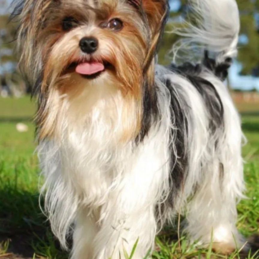 Бивер девочка подрощеная