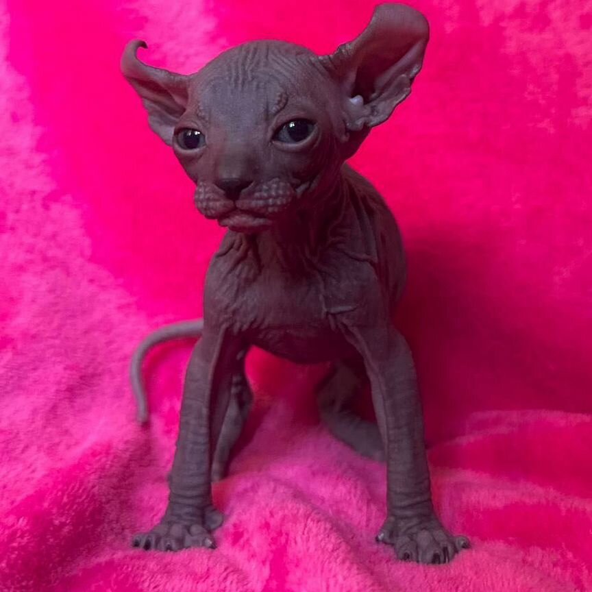 Эльф котёнок