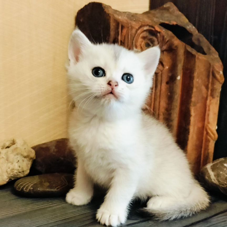 Клубная британская кошечка