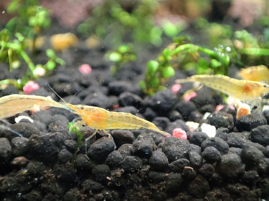 Креветки Neocaridina жёлтый неон
