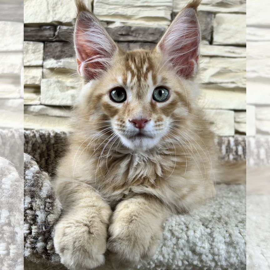 Мейн-кун котёнок