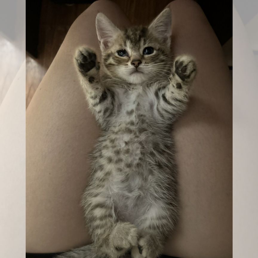 Шотландский прямоухий короткошёрстный котёнок