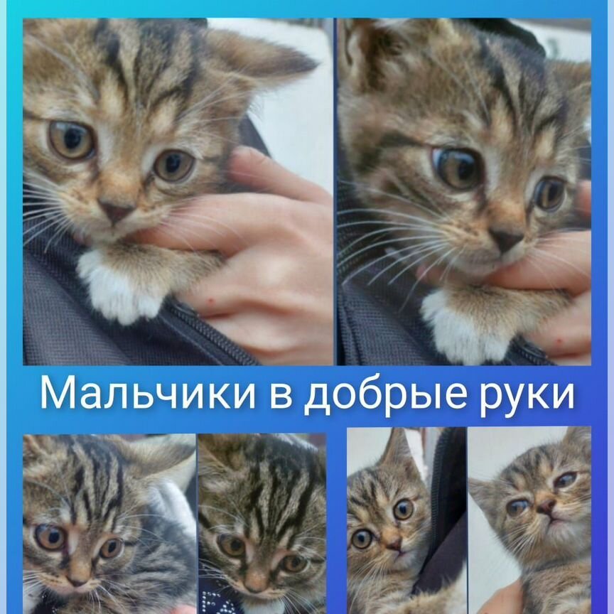 Котята в добрые руки