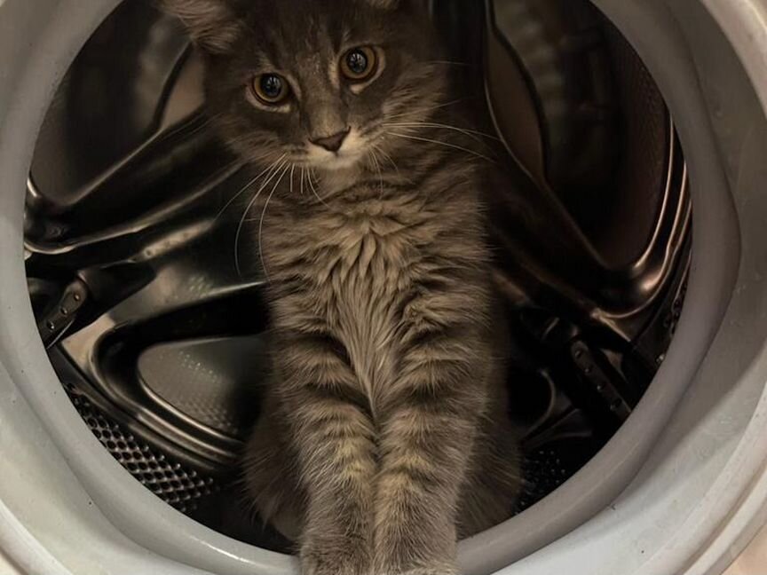 Котик мальчик в добрые руки