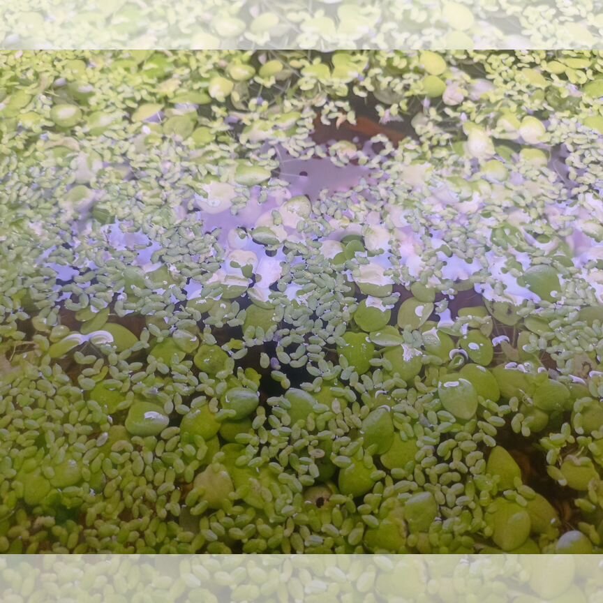 Верхоплавка с ряской отдам