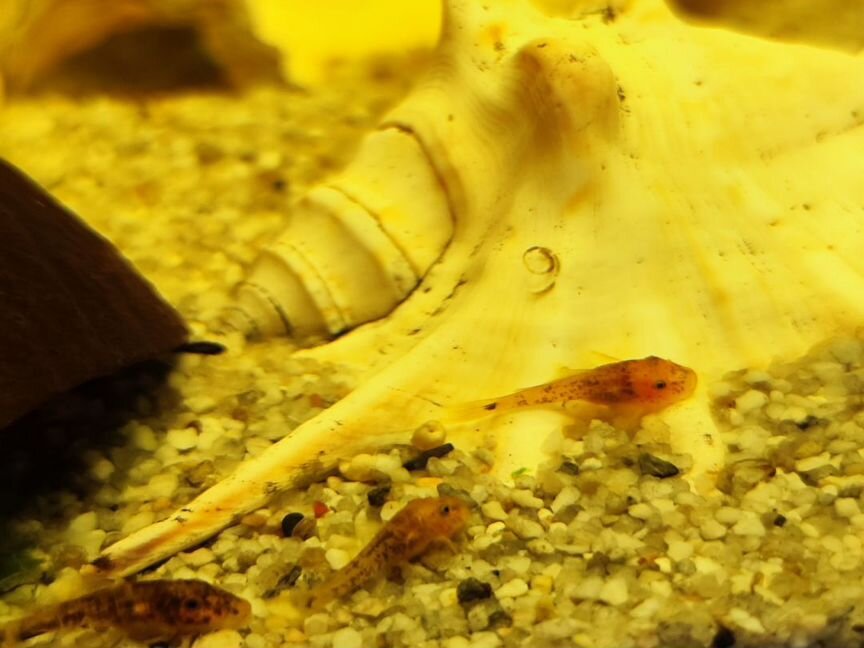 Аквариумные рыбки Сомики