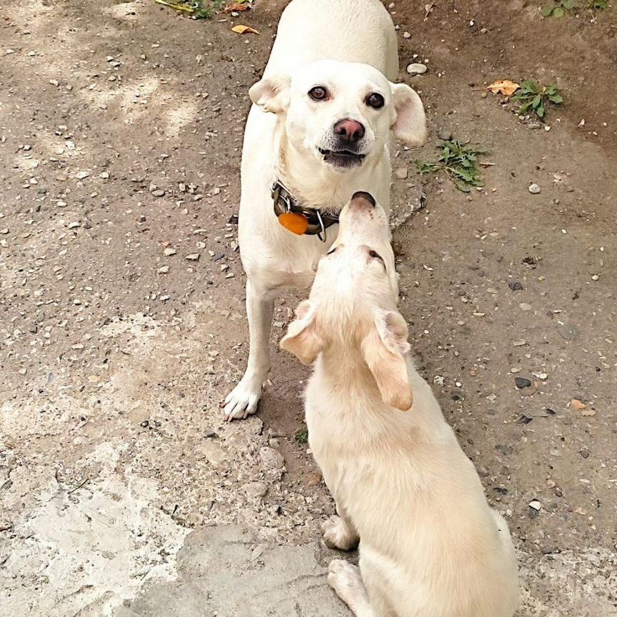 Собака в добрые руки