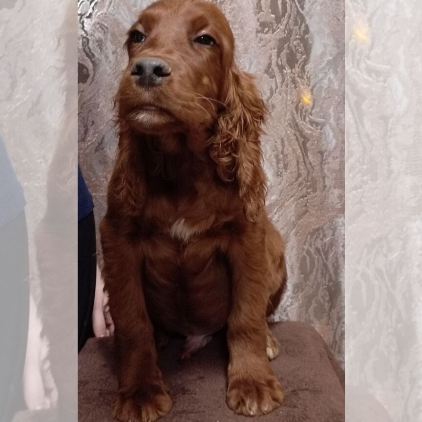 Ирландский сеттер, щенок