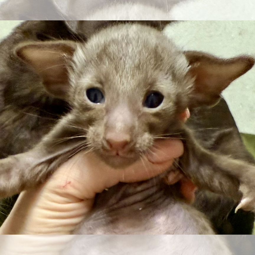 Ориентальный котёнок