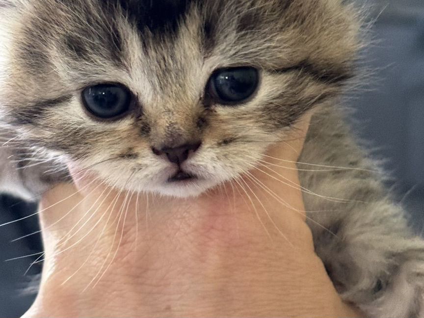 Шотланский прямоухий котенок