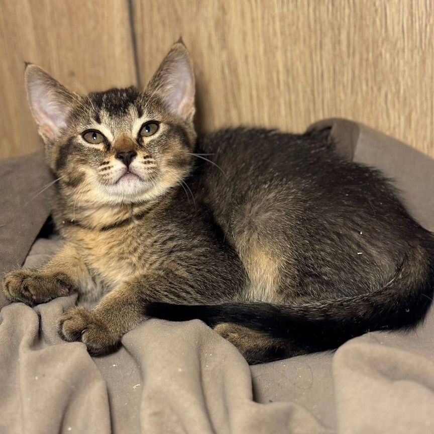 Шотландский прямоухий короткошёрстный котёнок