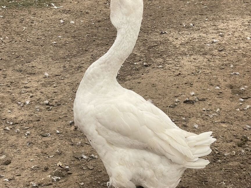 Холмогорские гуси