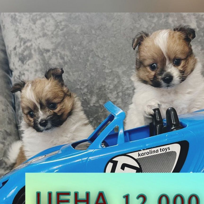 Померанский шпиц, щенок