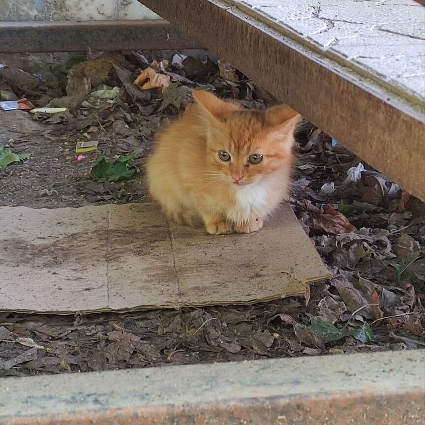 Рыженький котёнок