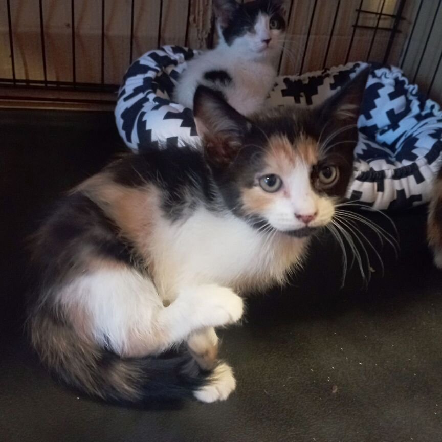 Девочки трехцветки в добрые руки