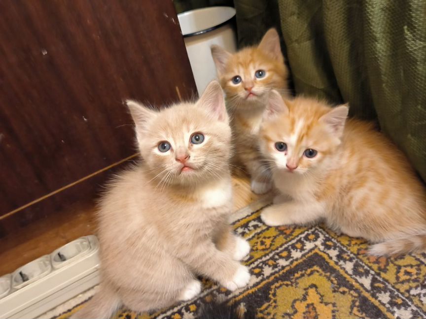 Кошечки