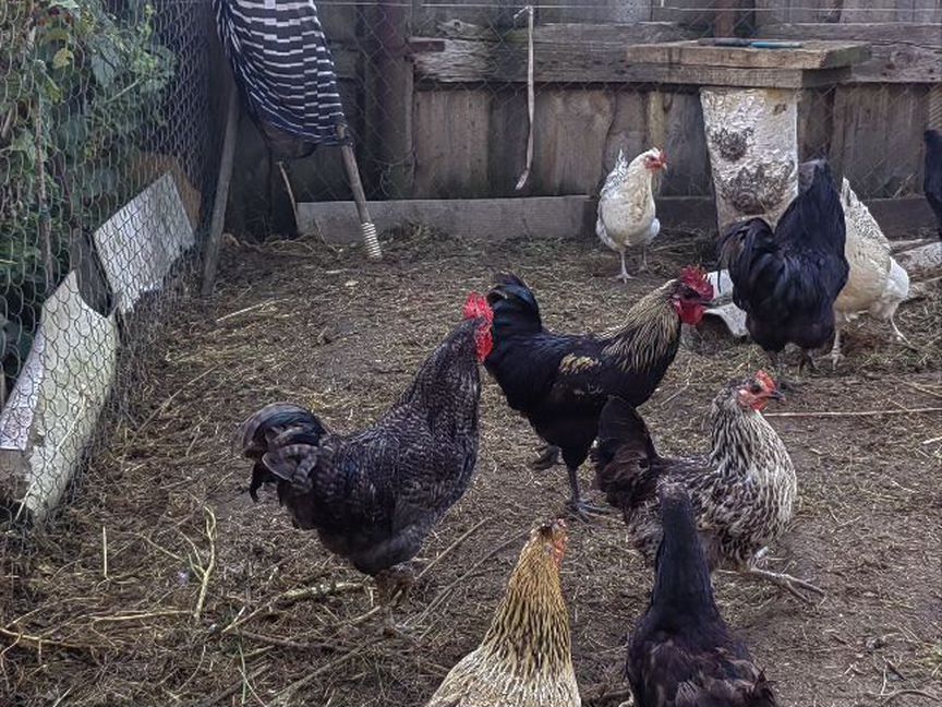 Молодой петух