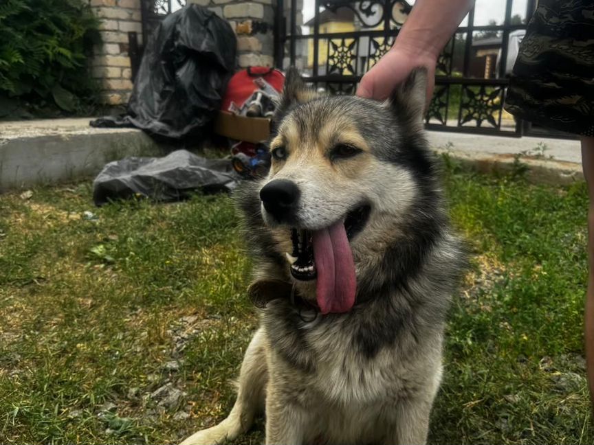 Хаски в добрые руки