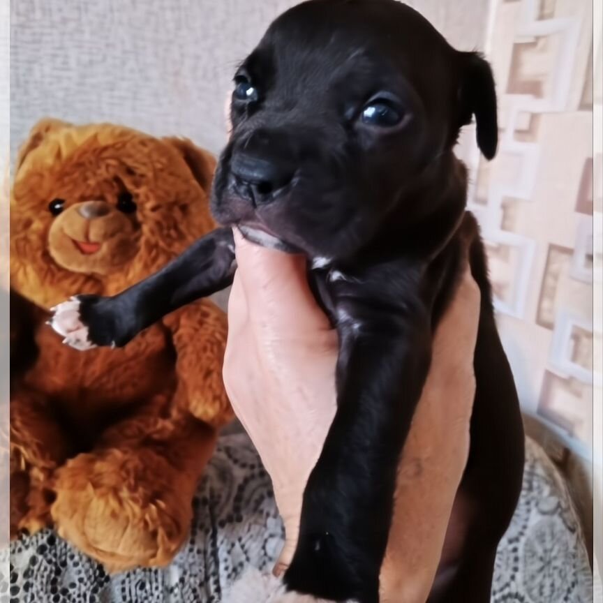 Стаффордширский бультерьер, щенок