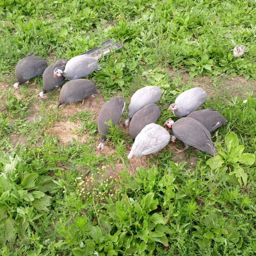 Цесарки