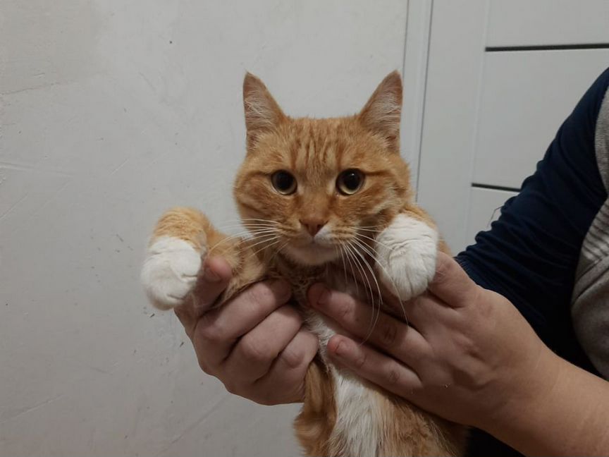 Котик в поисках дома