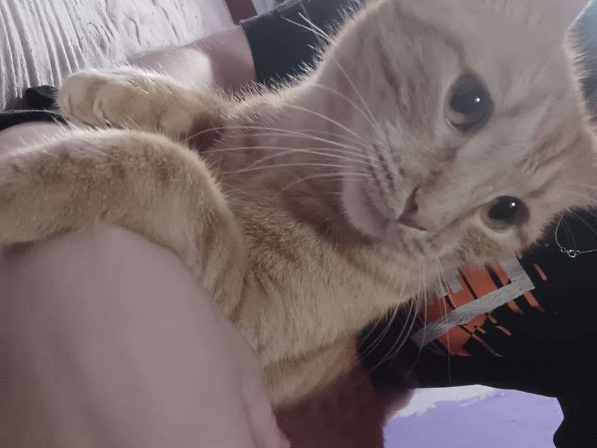 Кот
