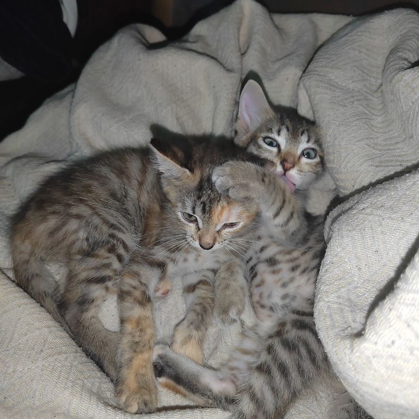 Отдам котят, 3 девочки