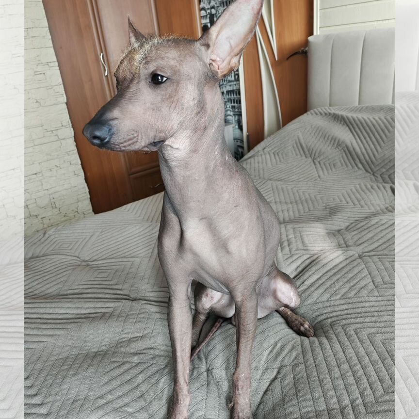 Мексиканская голая собака, взрослый