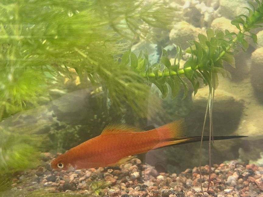 Рыба меченосец