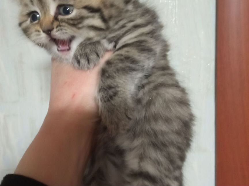 Шотландская прямоухая девочка