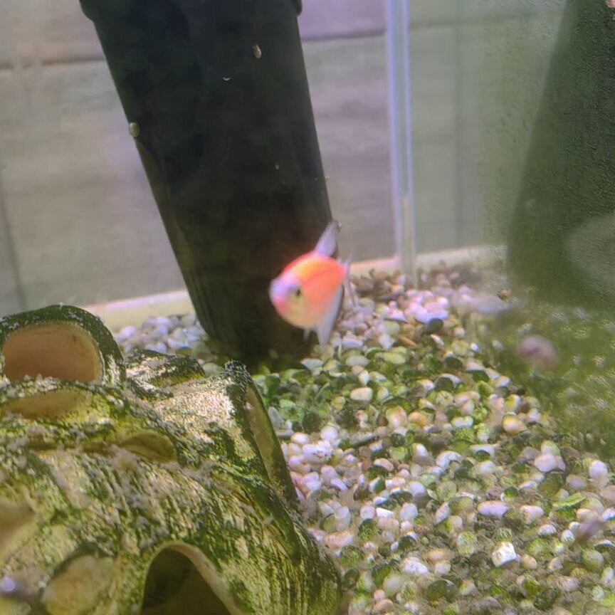 Аквариум с рыбками