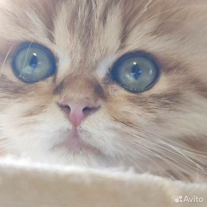 Шикарные королевские кошки