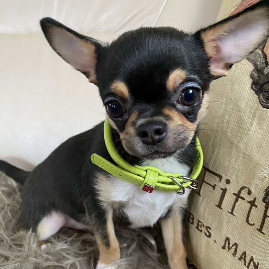 Чихуахуа, щенок