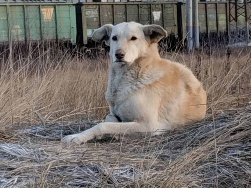 Собака девочка с веснушками пропадает,стерильная