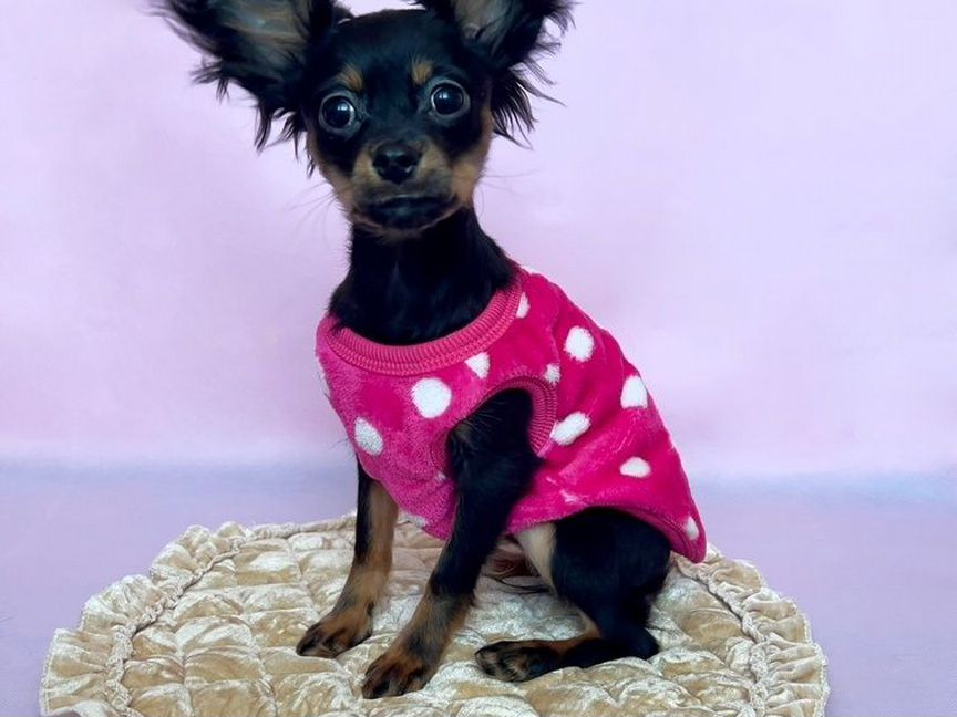 Шикарная девочка русского тоя