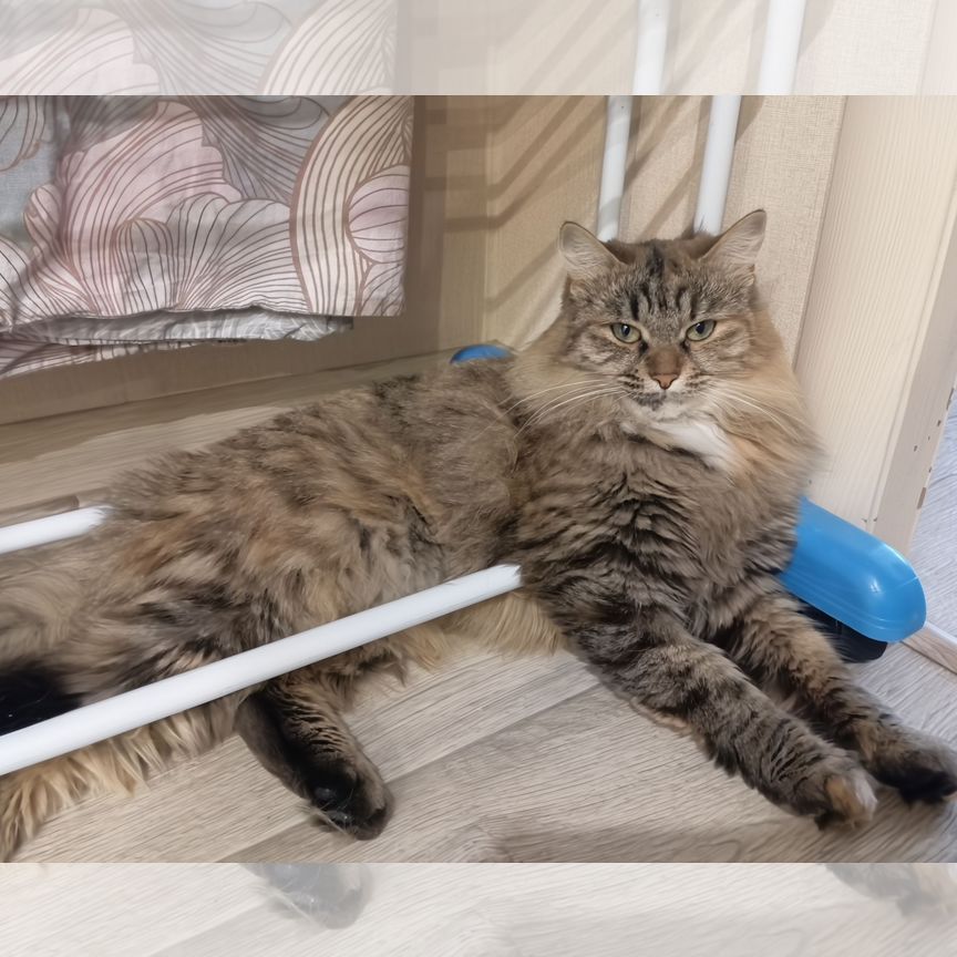 Взрослая, Девочка кошка в добрые руки