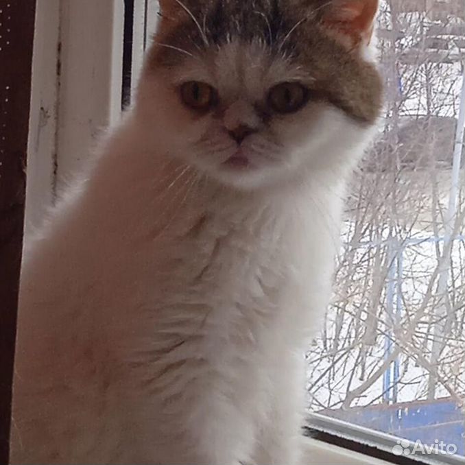 Котик экзот