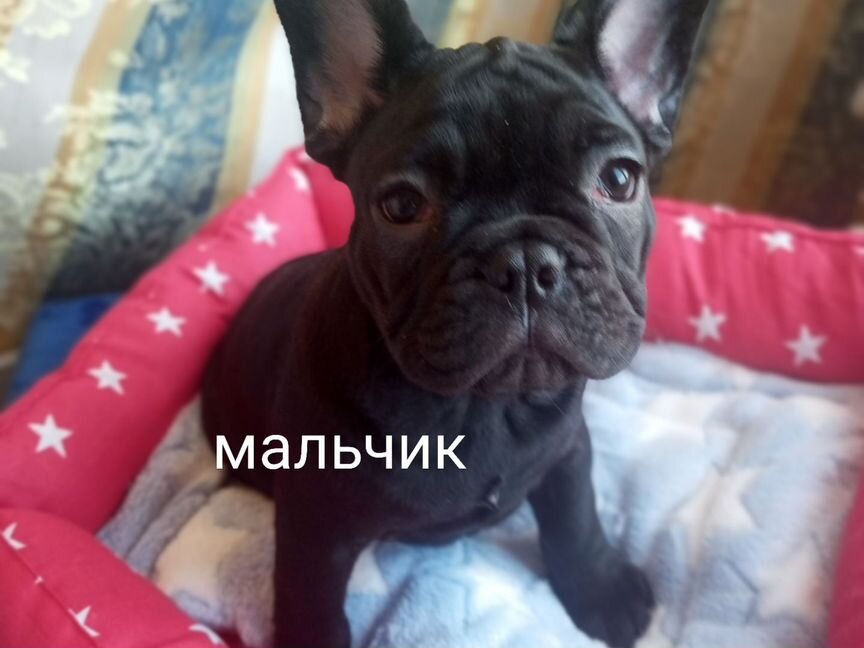 Французский бульдог