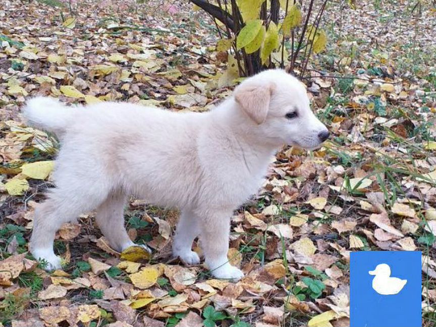 Щенок мальчик спасён с улицы