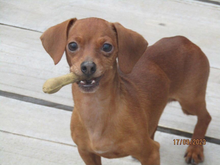 Маленькая собака, такса, мальчик