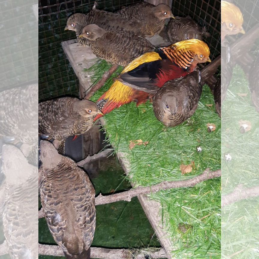 Золотой фазан