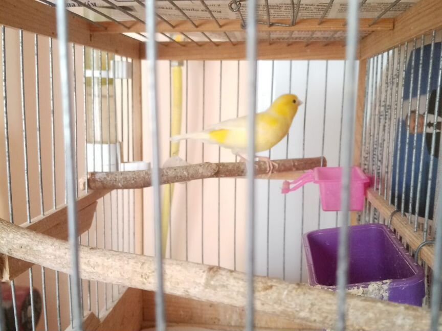 Кенарь
