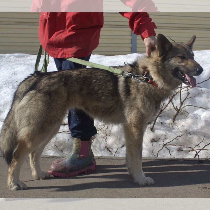 Волкособ, взрослая собака