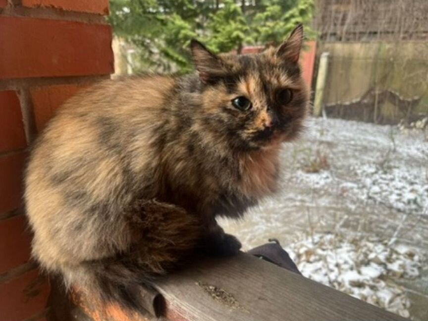 Котенок ищет дом