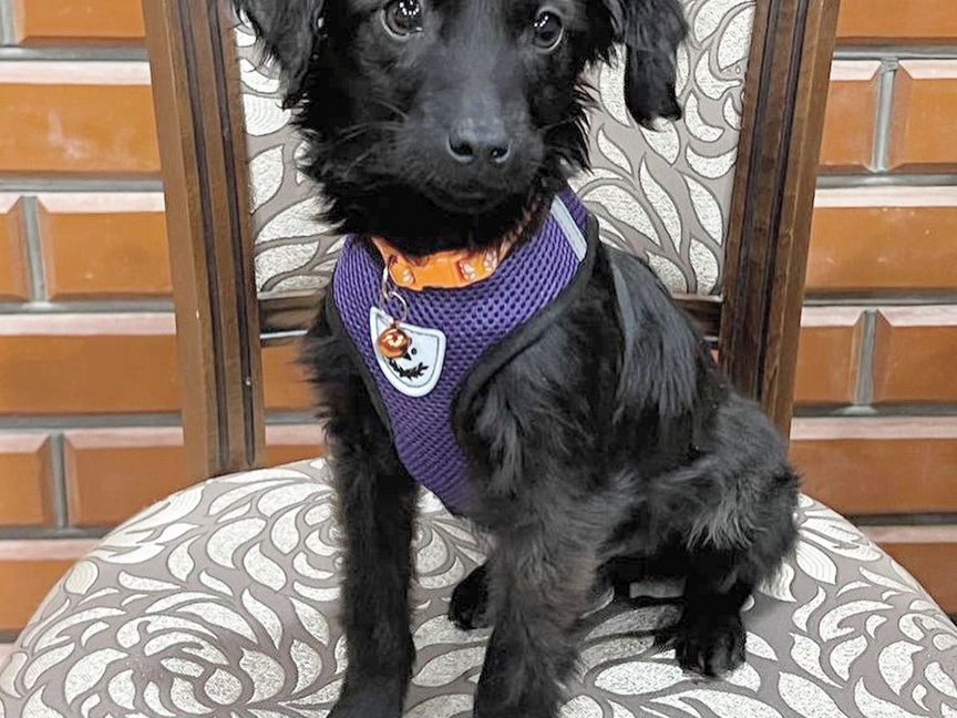 Щенок в добрые руки